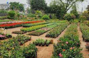 Best Plant Nursery in Nashik: Papaya's Nursery Review